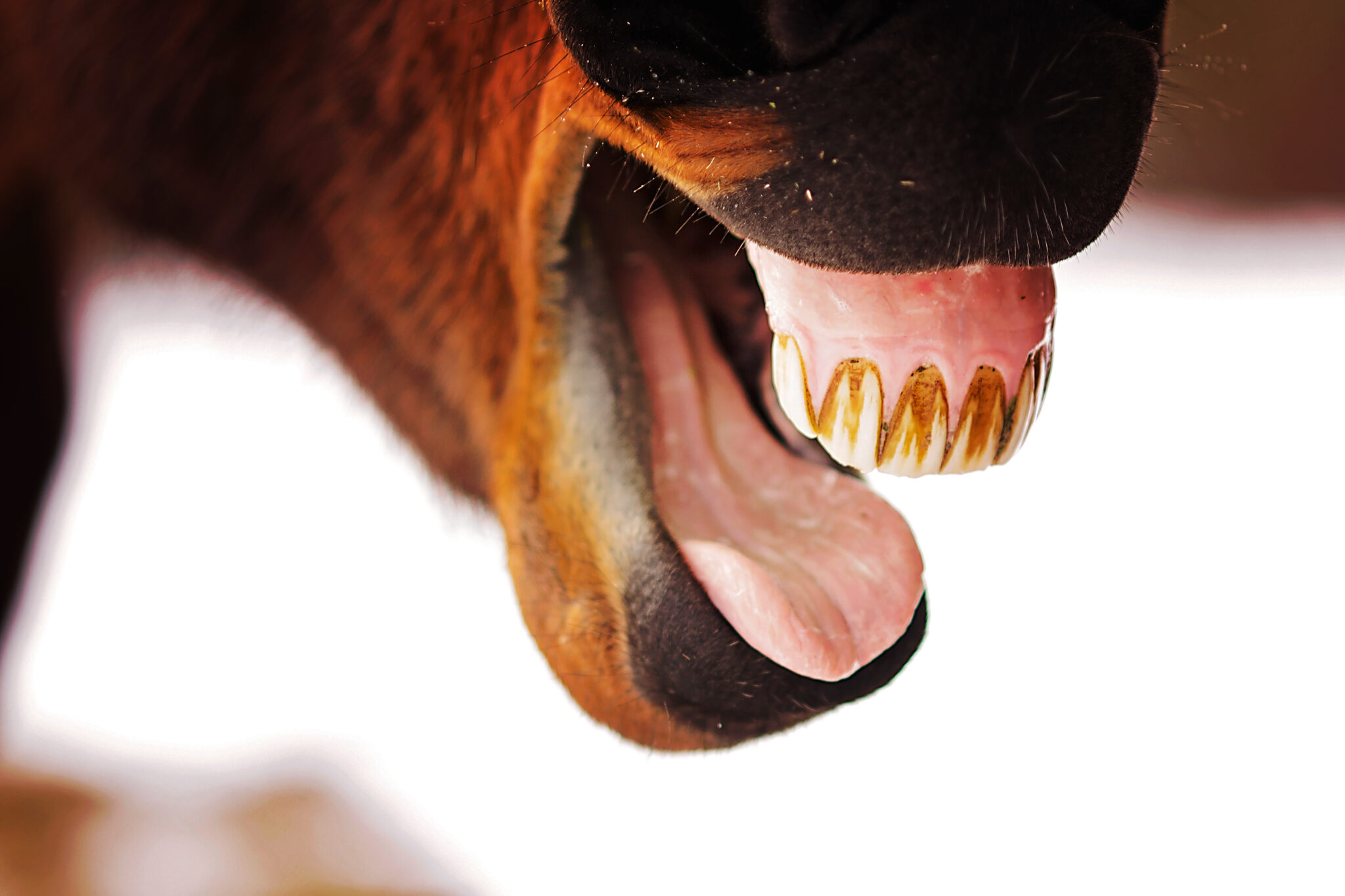 The Equine Mouth – Florida Animal Control Training Commission